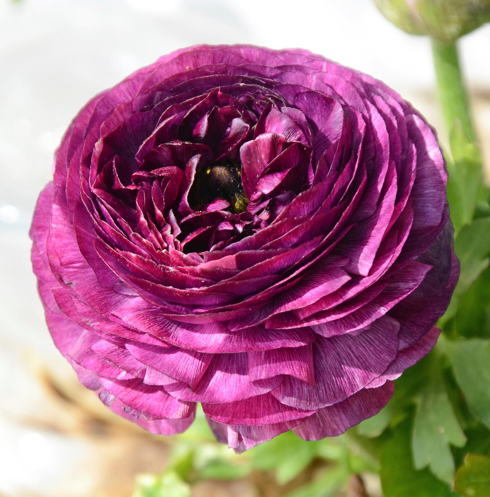 Guide: Dyrk ranunkler i haven | ISABELLAS