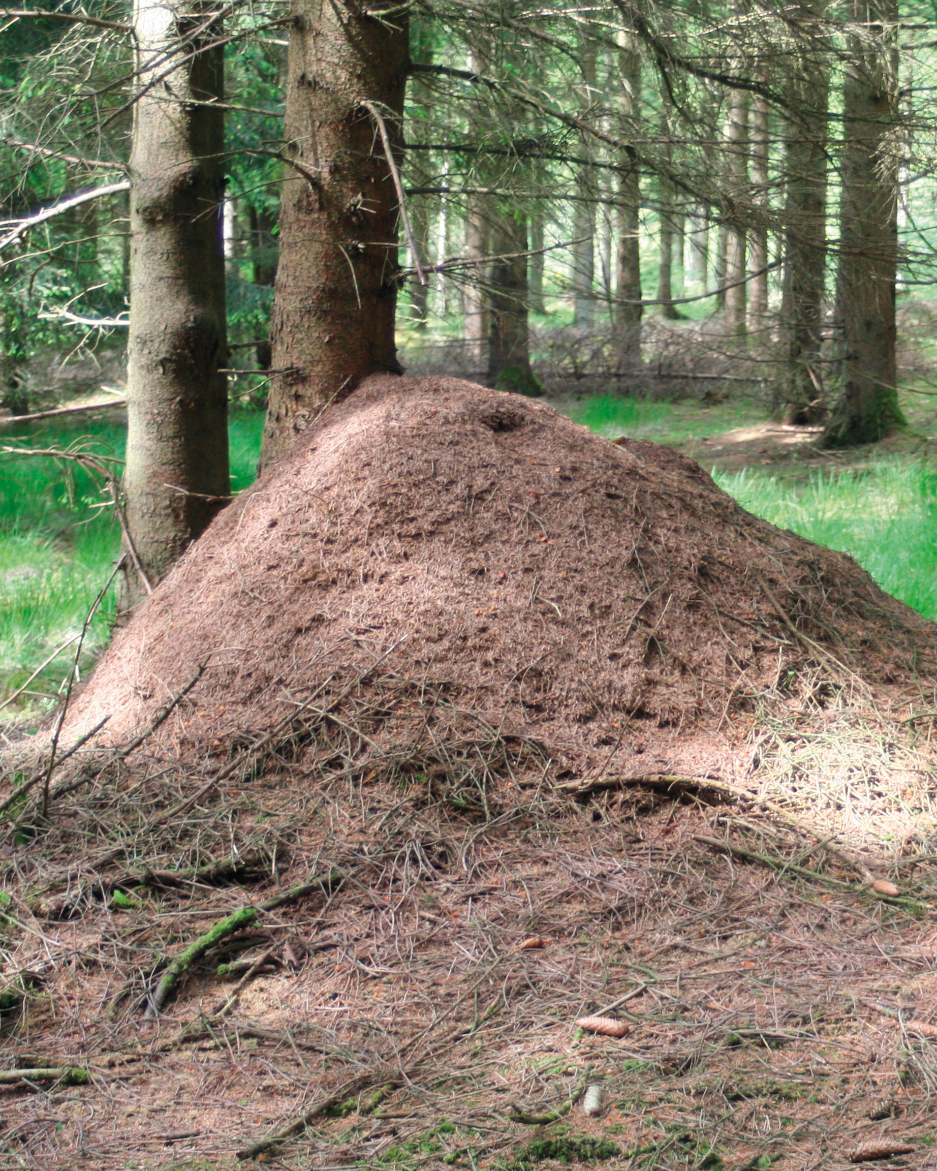 5 tips: Slip af med myrerne | ISABELLAS