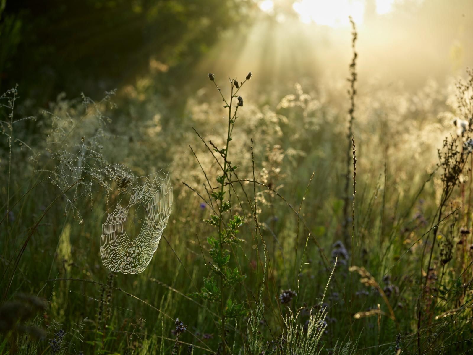 Slip af med edderkopper i hjemmet | ISABELLAS