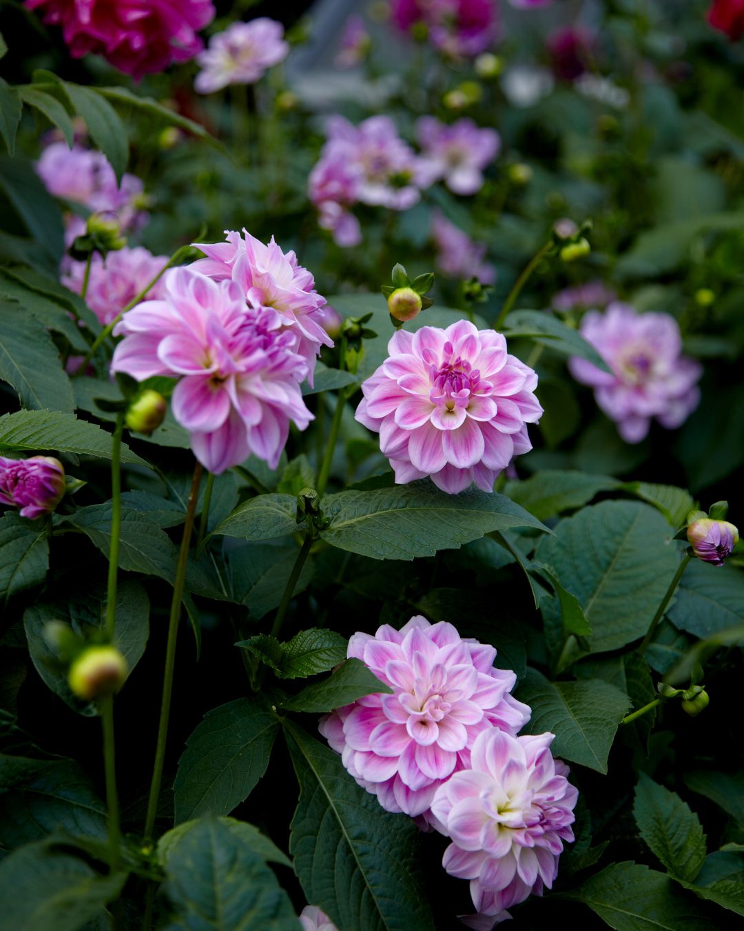 Sådan dyrker du georginer | ISABELLAS