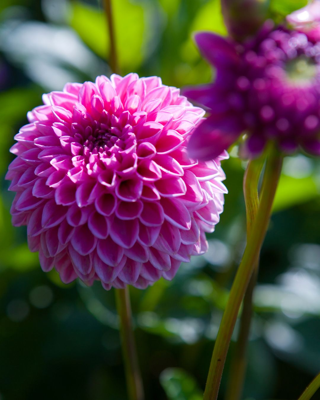 Sådan dyrker du georginer | ISABELLAS