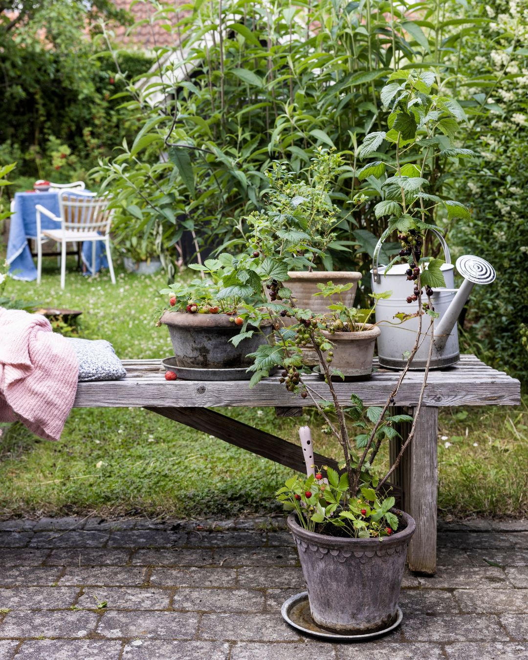 Dyrkning af figentræ | ISABELLAS