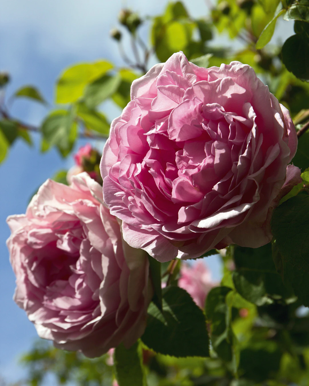 Roser: Guide til pasning, beskæring og pleje 🌹 | ISABELLAS