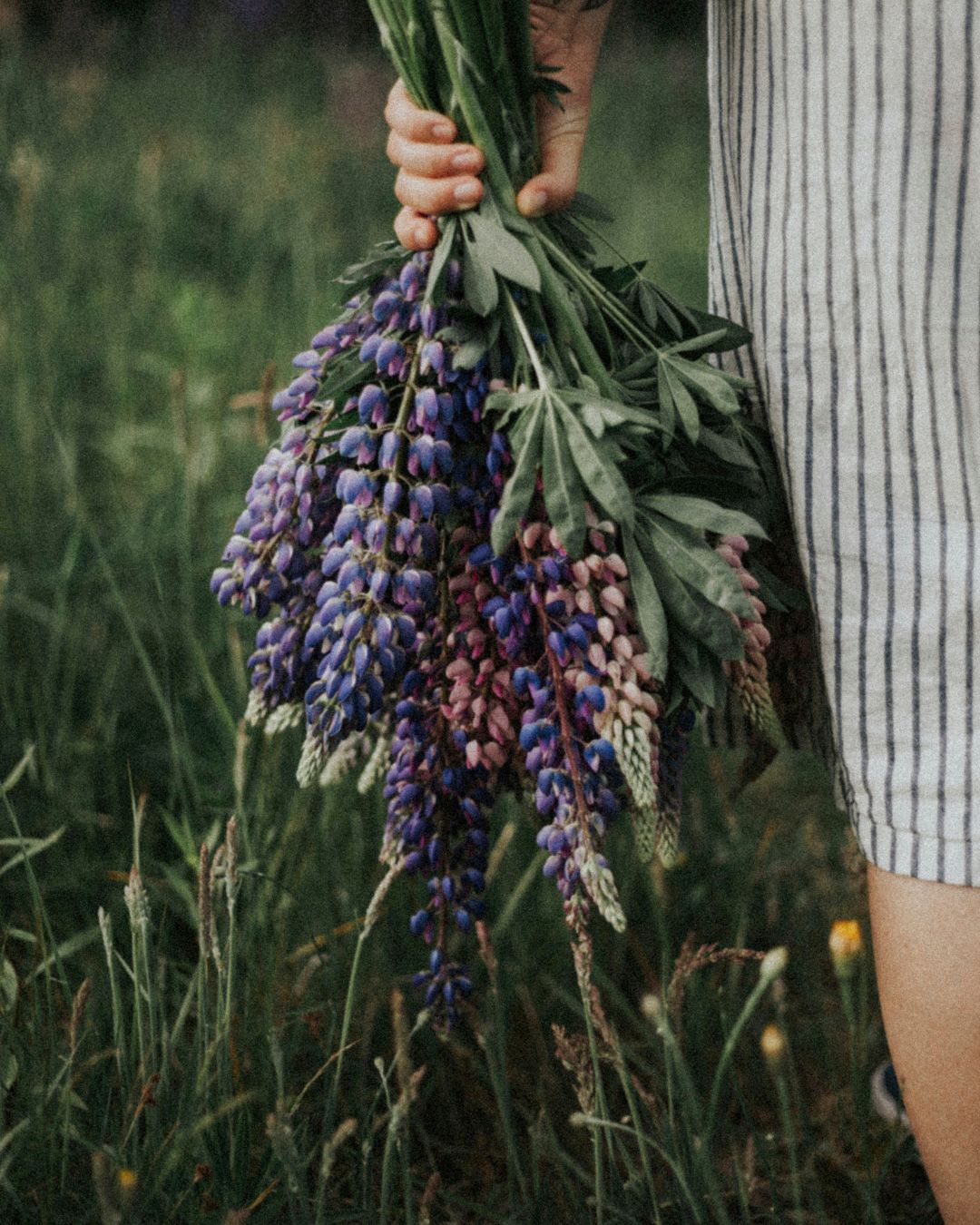 5 tips til succes med lupiner | ISABELLAS