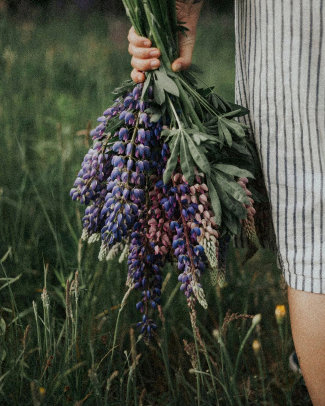 5 tips til succes med lupiner | ISABELLAS