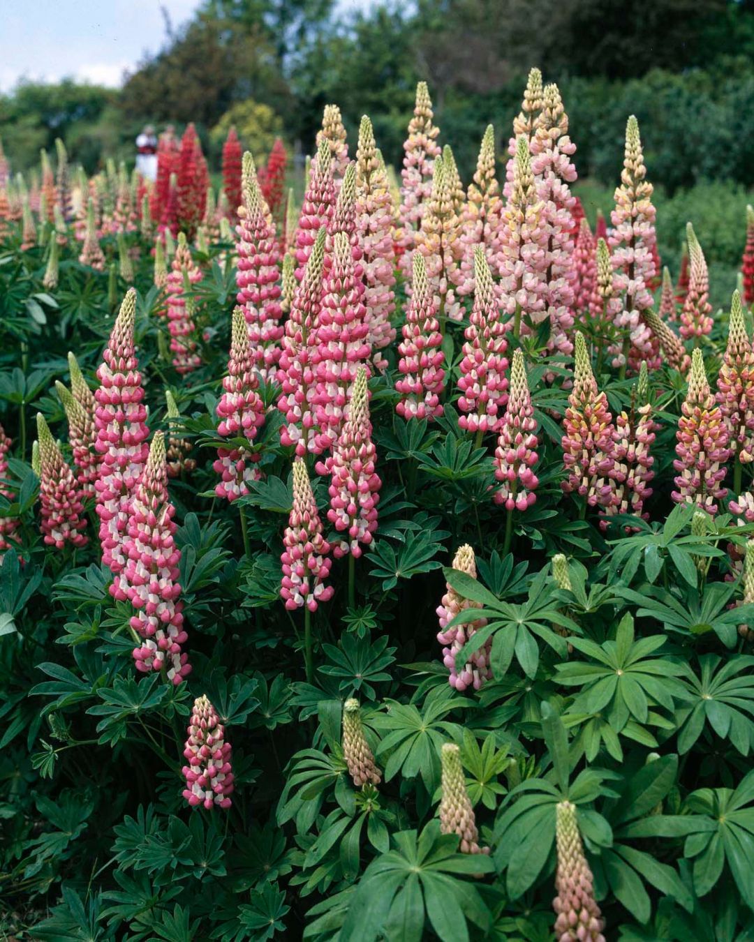 5 tips til succes med lupiner | ISABELLAS