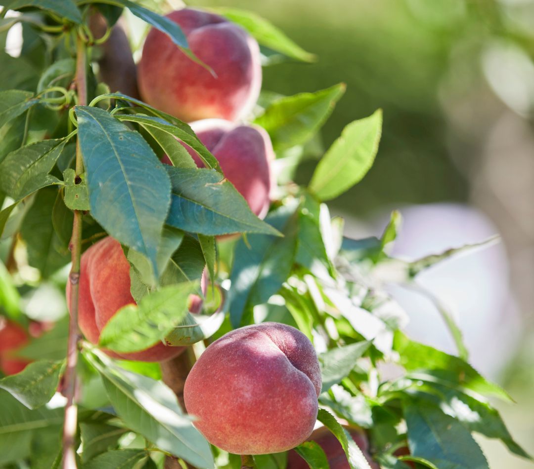 Dyrkning af figentræ | ISABELLAS