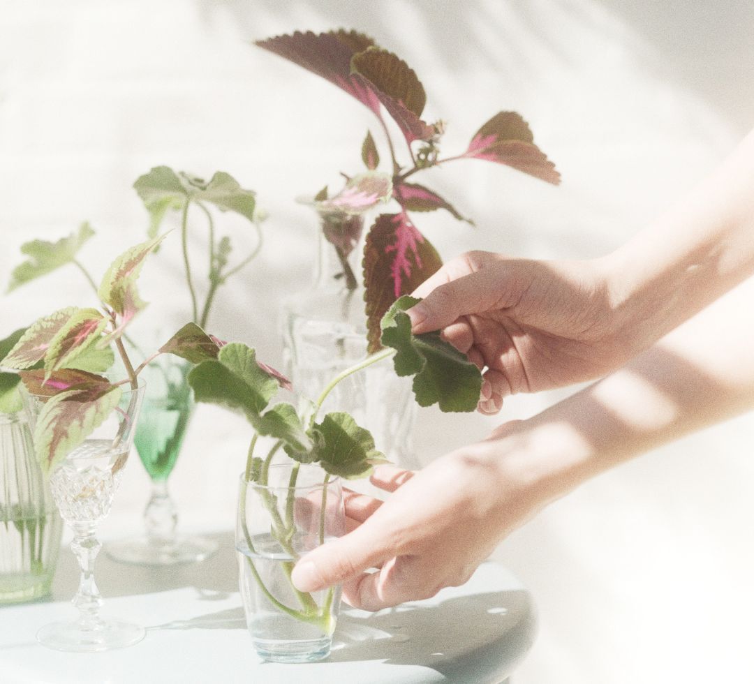 Stiklinger af roser — sådan gør du | Video-guide | ISABELLAS