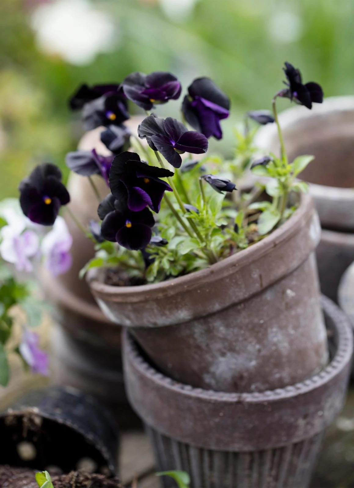Guide: Stedmoderblomster | ISABELLAS