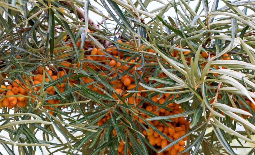 Guide: Dyrk havtorn i haven | ISABELLAS