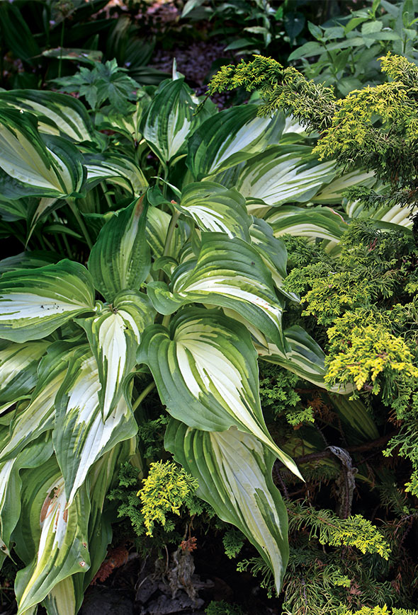 Sådan dyrker du hosta i bede og krukker | ISABELLAS