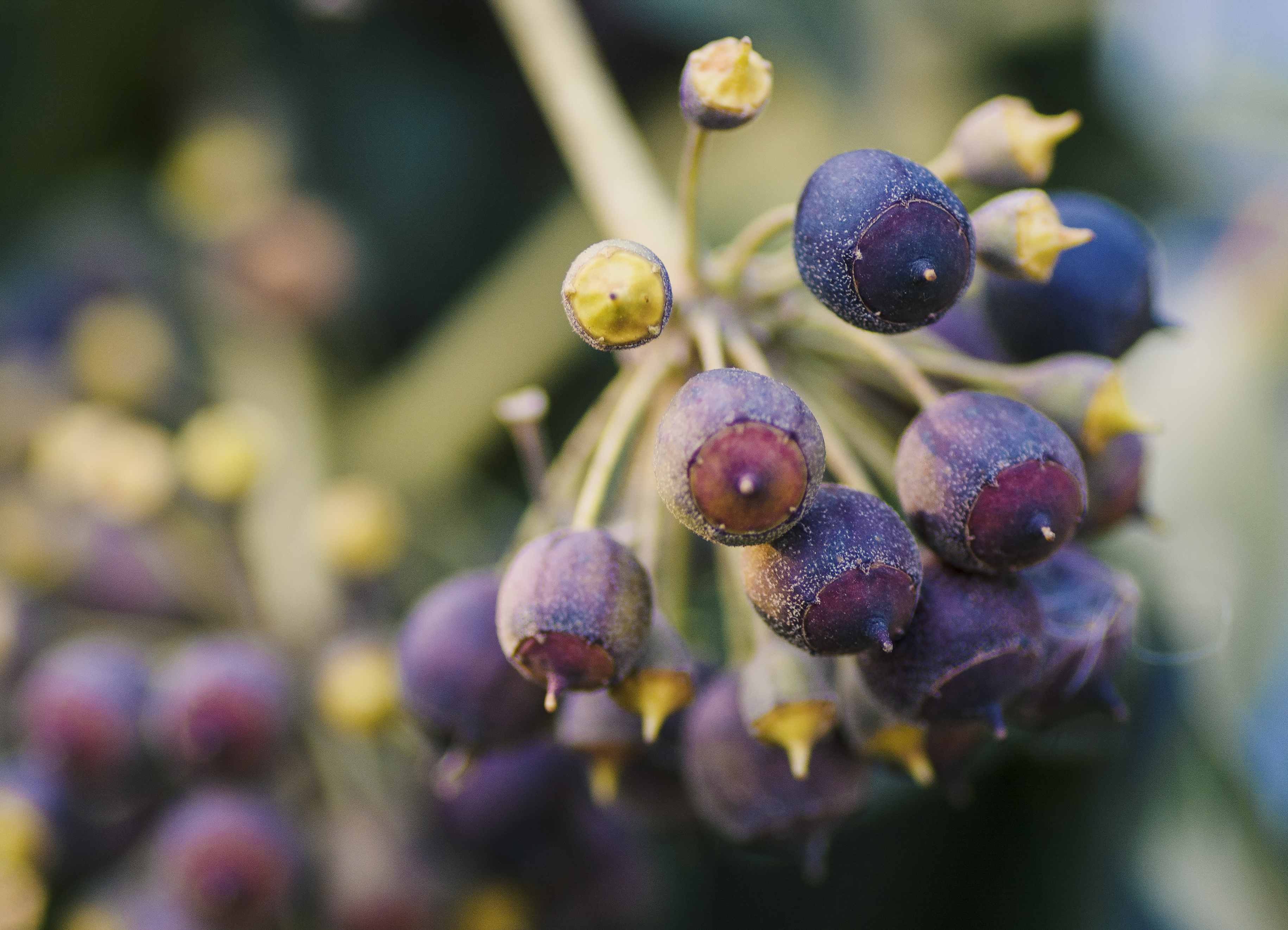 Guide: Vedbend — perfekt som bunddækkeplante | ISABELLAS