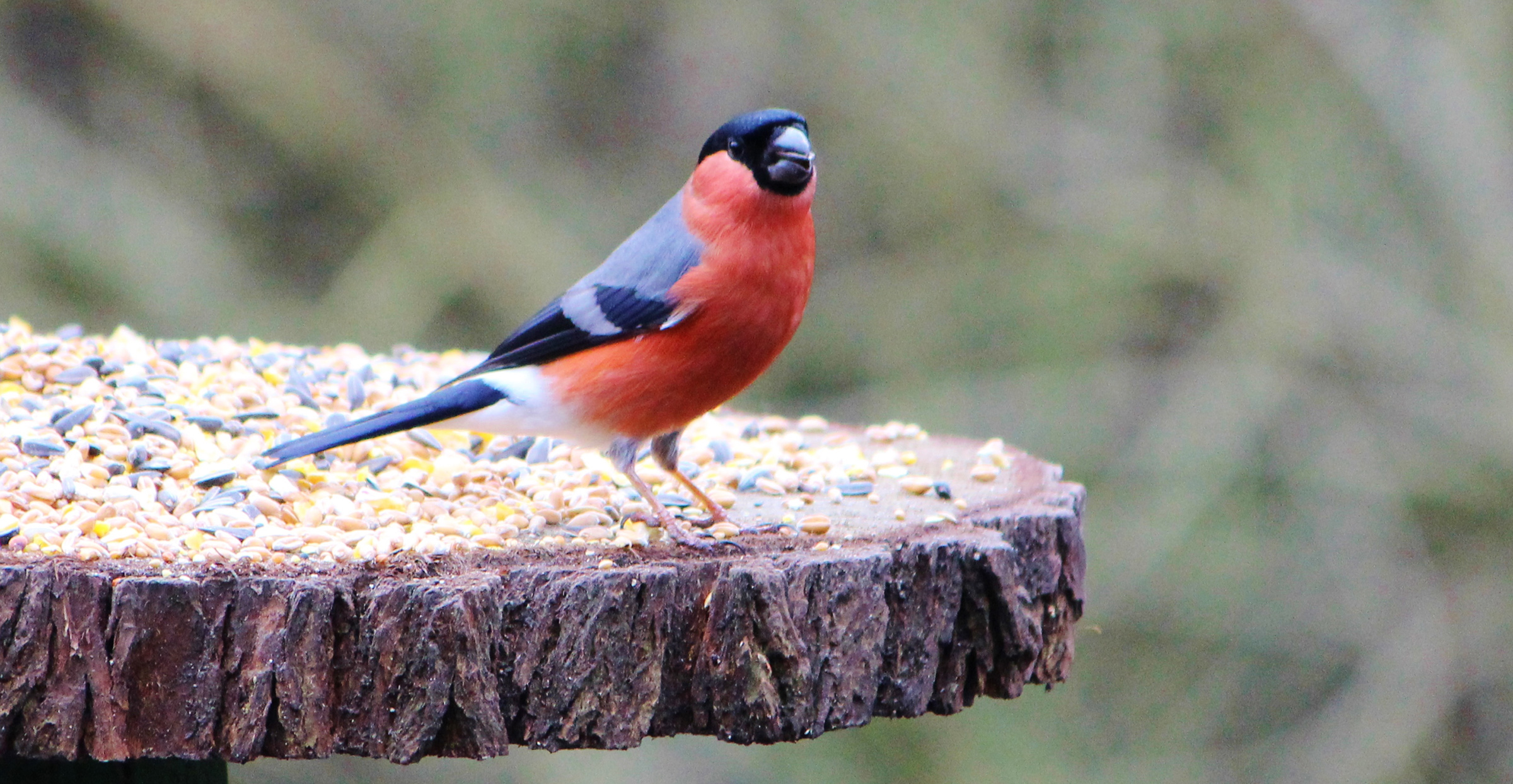 Havens fugle: 16 fugle, du kan spotte i haven | ISABELLAS