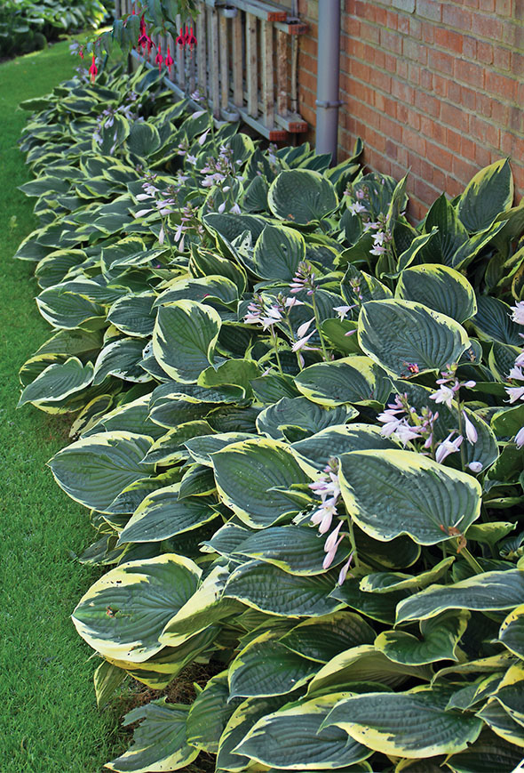 Sådan dyrker du hosta i bede og krukker | ISABELLAS