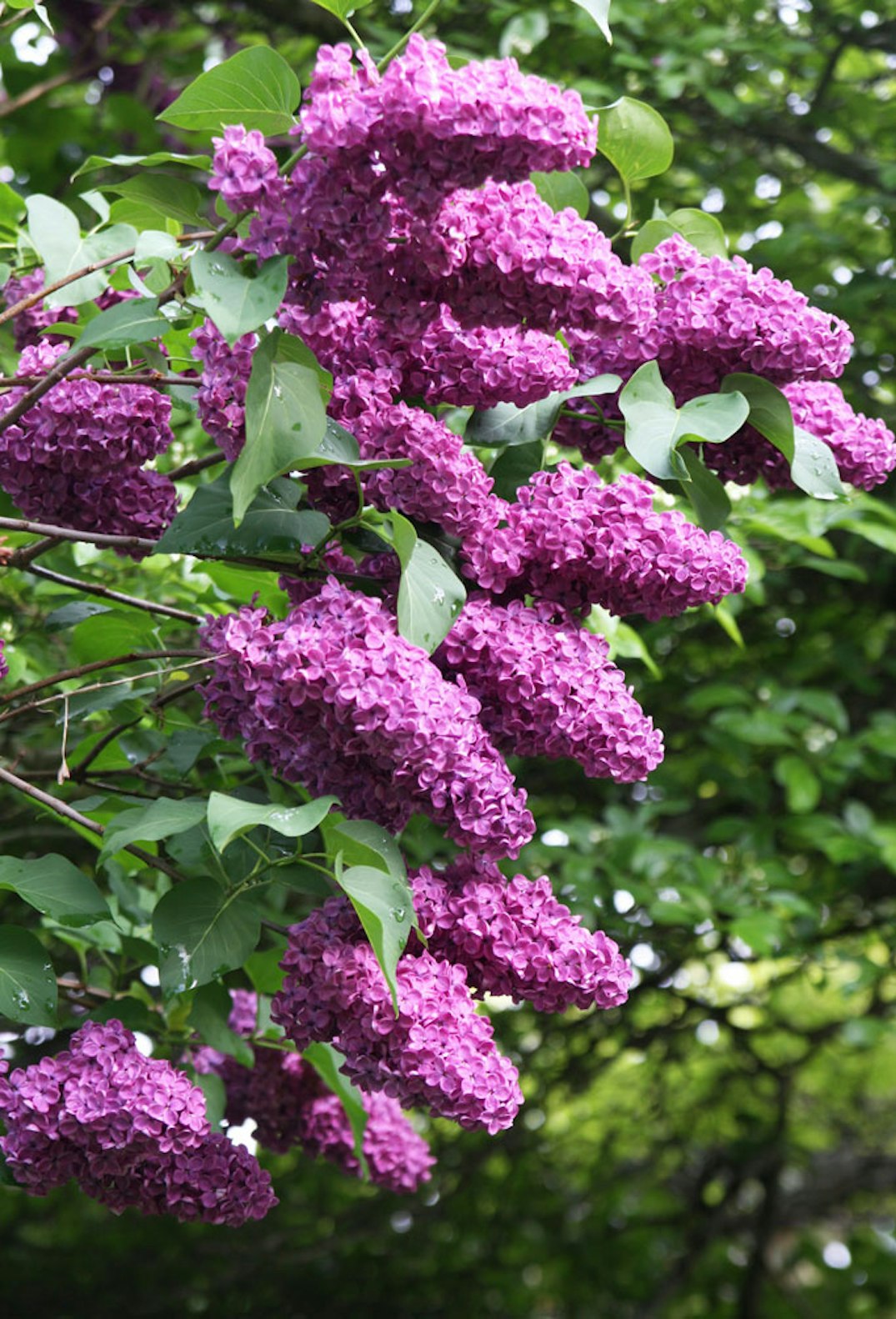 Syrenkage med friske blomster | ISABELLAS