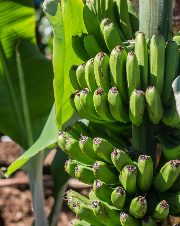 Derfor skal du spise bananskrællen | ISABELLAS