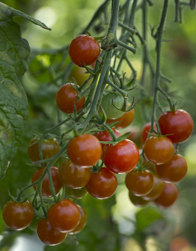 Sådan dyrker du tomater med succes | ISABELLAS