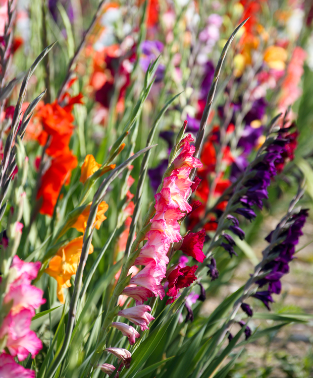 Gladiolus, pasning og plantning | ISABELLAS