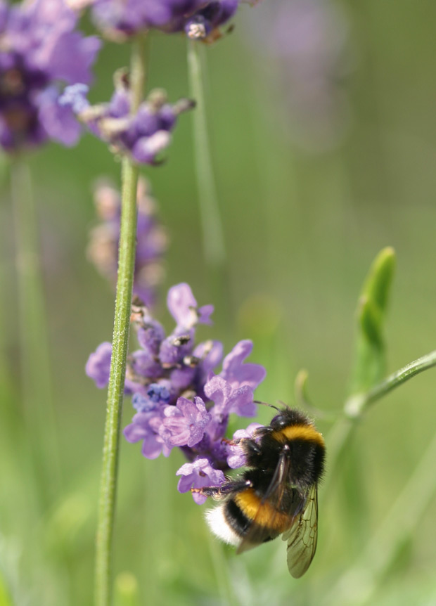 Humlebier: Stor guide til den bivenlige have | ISABELLAS