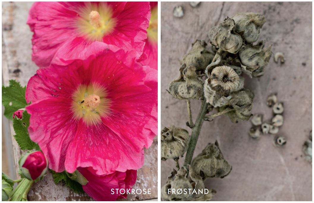 Sådan tager du frø af sommerens blomster | ISABELLAS