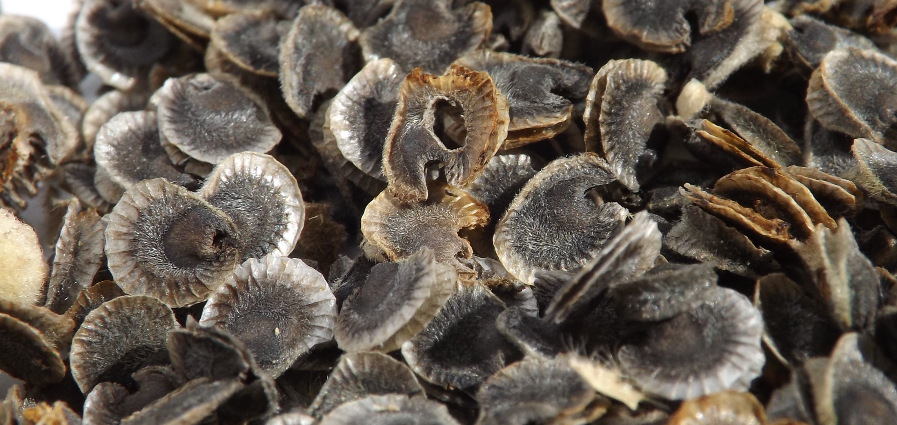 Guide: Så fantastiske stokroser | ISABELLAS