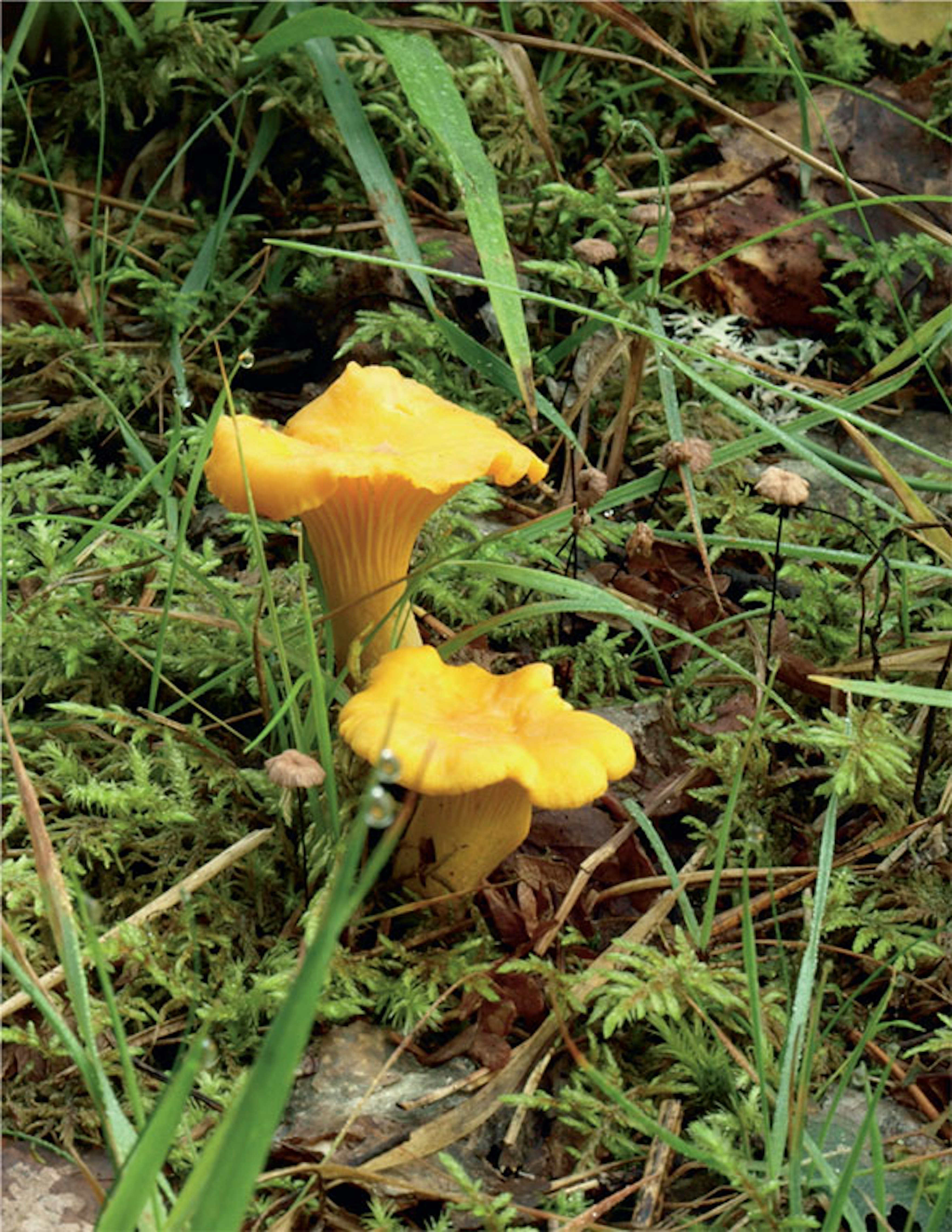 Spiselige svampe i danske skove - se oversigten her | ISABELLAS