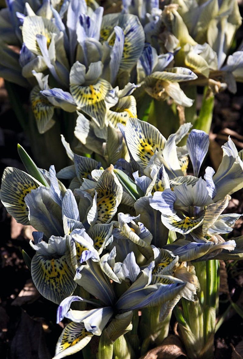 Blomstrende buske, løg og stauder i februar | ISABELLAS