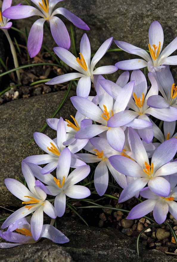 Blomstrende buske, løg og stauder i februar | ISABELLAS