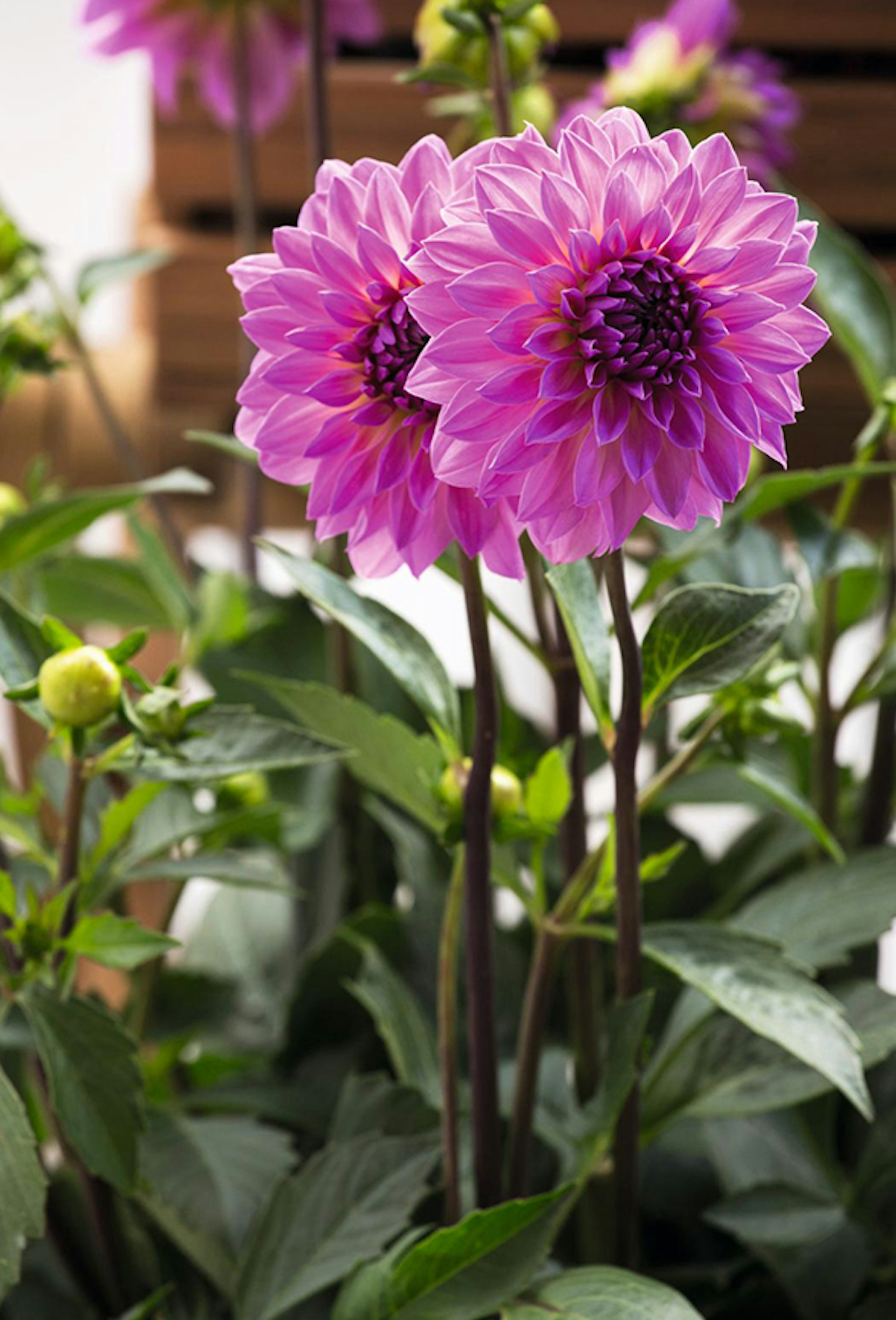 12 spiselige planter til altanen | ISABELLAS