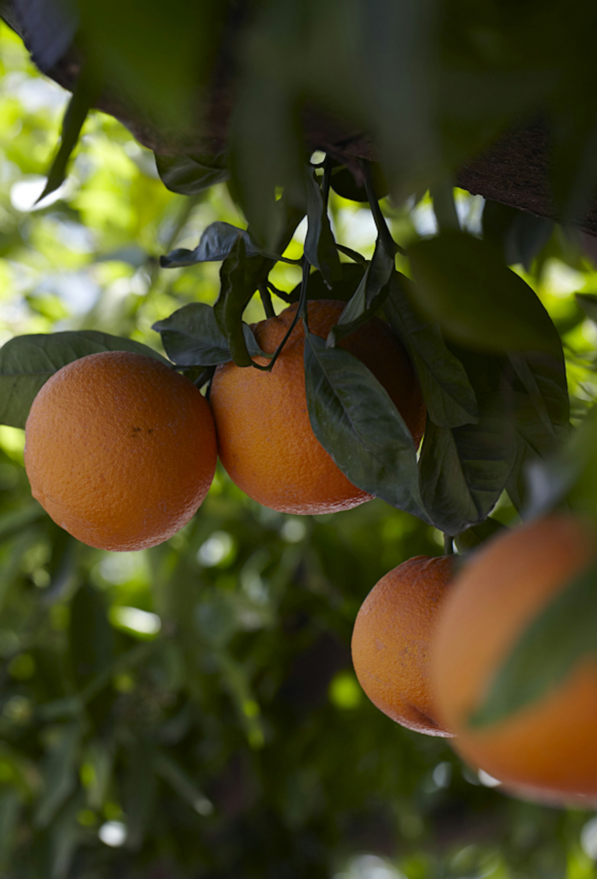 Lav dine egne citrusplanter | ISABELLAS