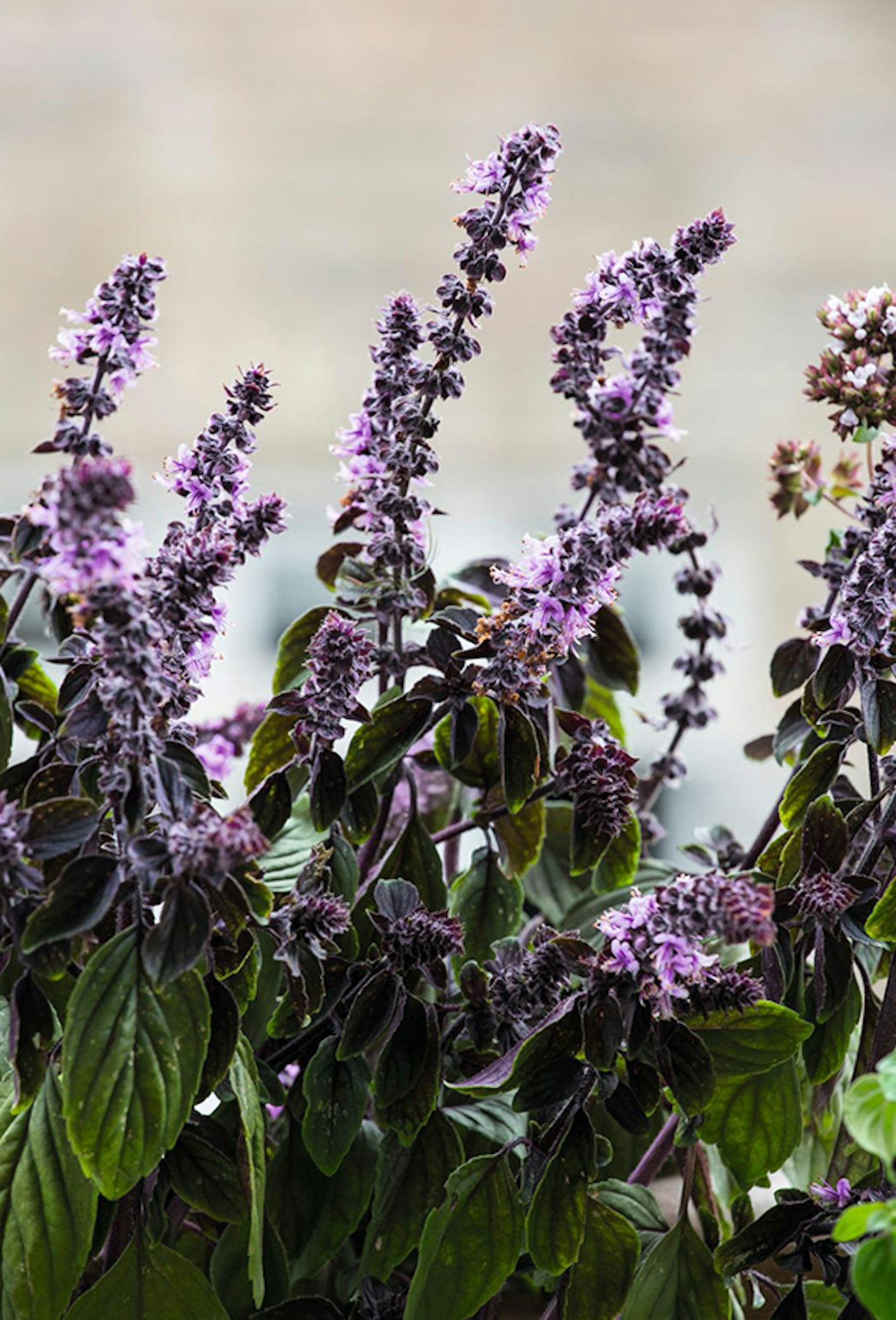 12 spiselige planter til altanen | ISABELLAS