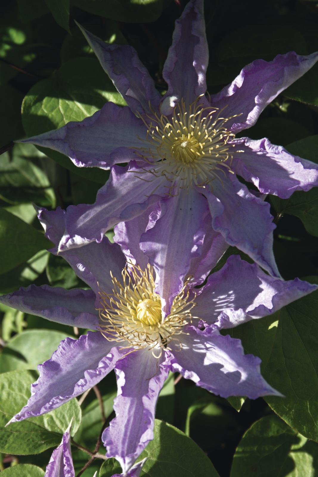 Guide: Klematis, Clematis — Pasning og pleje ⏐ ISABELLAS